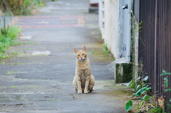 Por que você não deve deixar seu felino ir à rua - Revista Meu Pet Por que você não deve deixar seu felino ir à rua - Revista Meu Pet